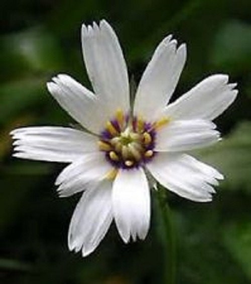 White Cupid's Dart Flower Seeds / Catananche / Perennial