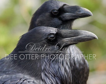 22 inch Common Raven Hand Carved Wooden Bird