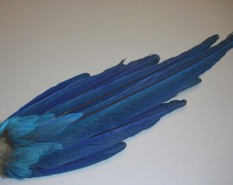 Unique exotic feathers related items | Etsy