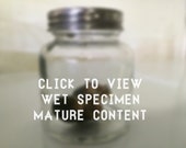 Animal Alchemy_ by LepusLapin on Etsy