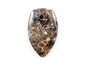 Turritella agate | Etsy