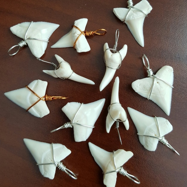 The Shark Tooth Shop by TheSharkToothShop on Etsy