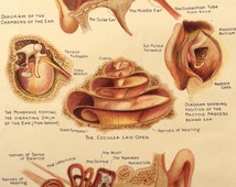 Popular items for anatomy illustration on Etsy