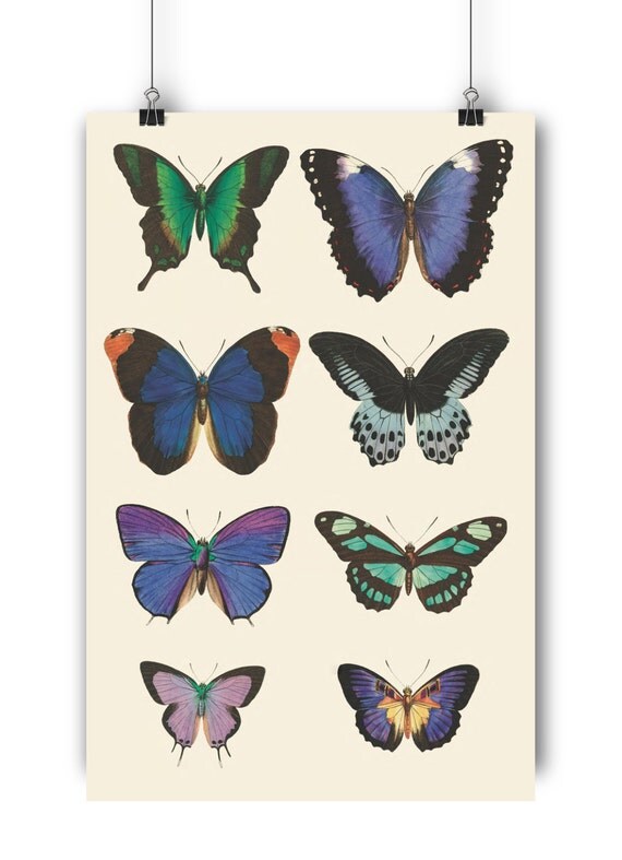Butterflies poster/print