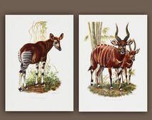 Unique okapi related items | Etsy