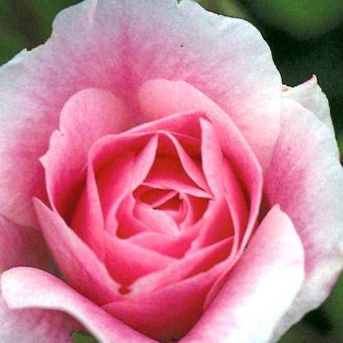 Shamrock Rose Art & Craft Supplies by ShamrockRose on Etsy