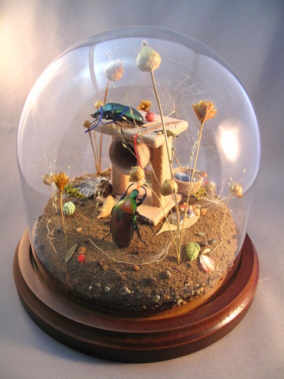 Pet Beetles Medium Insect Diorama by LisaWoodCuriosities on Etsy