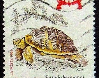 Unique testudo related items | Etsy