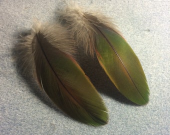 Unique exotic feathers related items | Etsy
