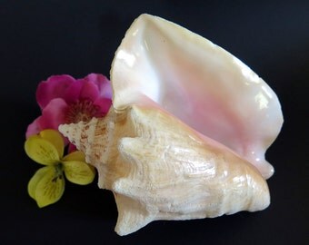 Large conch shell | Etsy