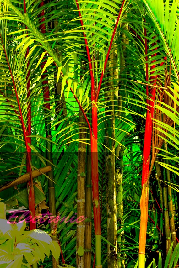 Red Palm Palm Tree Wax Palm Palm Tree by ElectronicPineapple