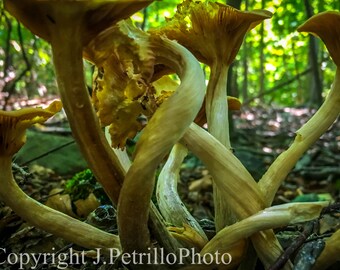 Items similar to Brilliant Spindle-Shaped Yellow Coral Mushroom Photo ...