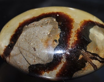 Unique madagascar palm related items | Etsy