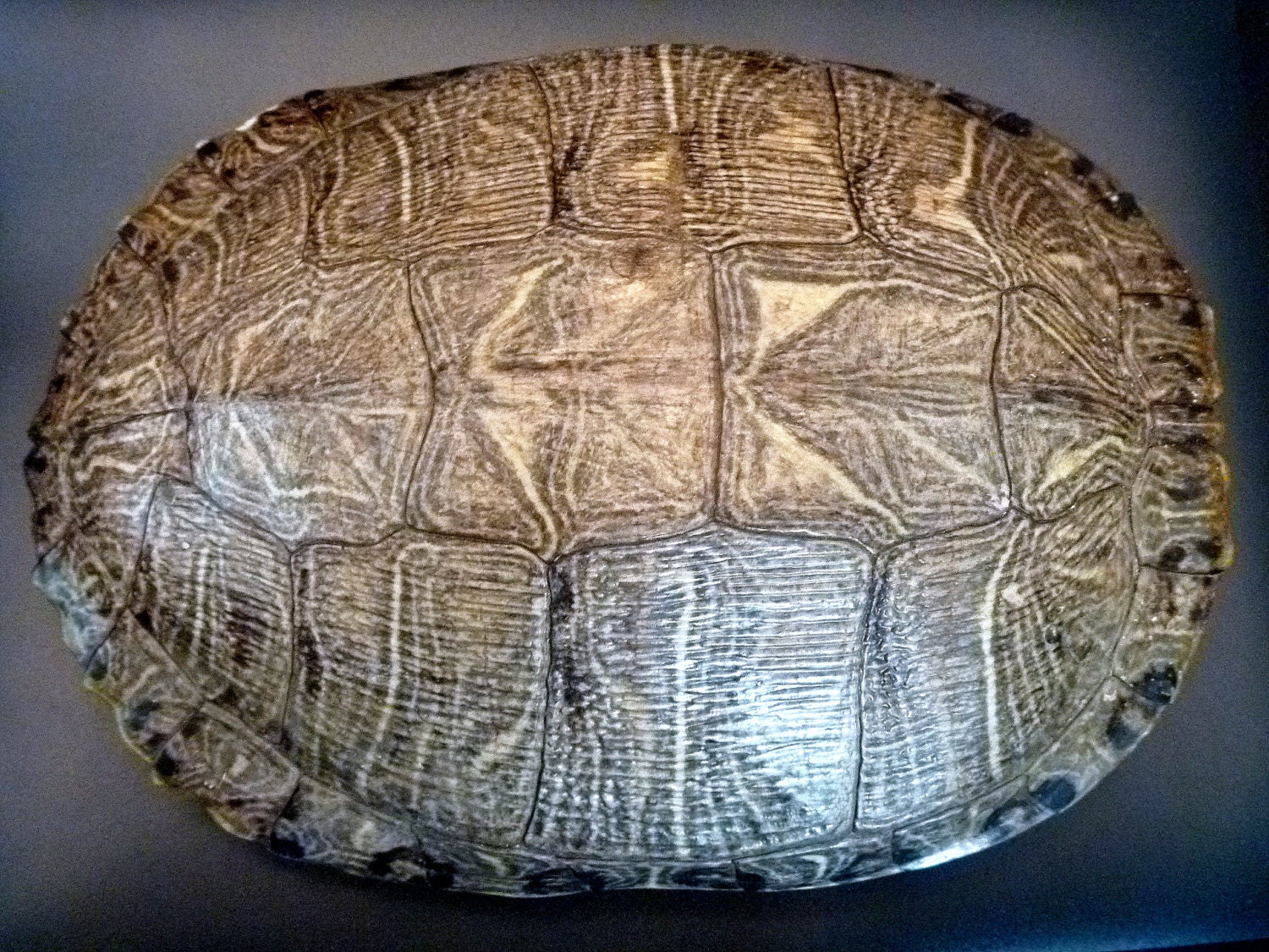 Red Eared Slider Turtle Shell 8 X 5 Unique Ts