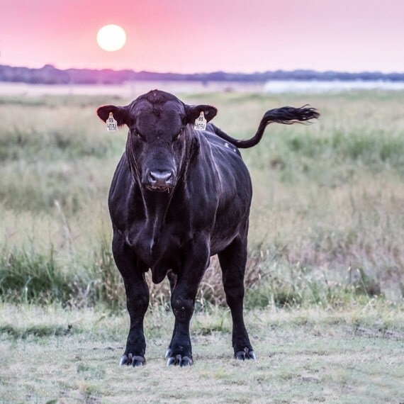 Angry Angus bull at sunset photo print. by TeriJamesPhotography