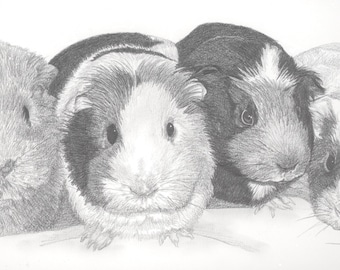 Guinea pig drawing | Etsy