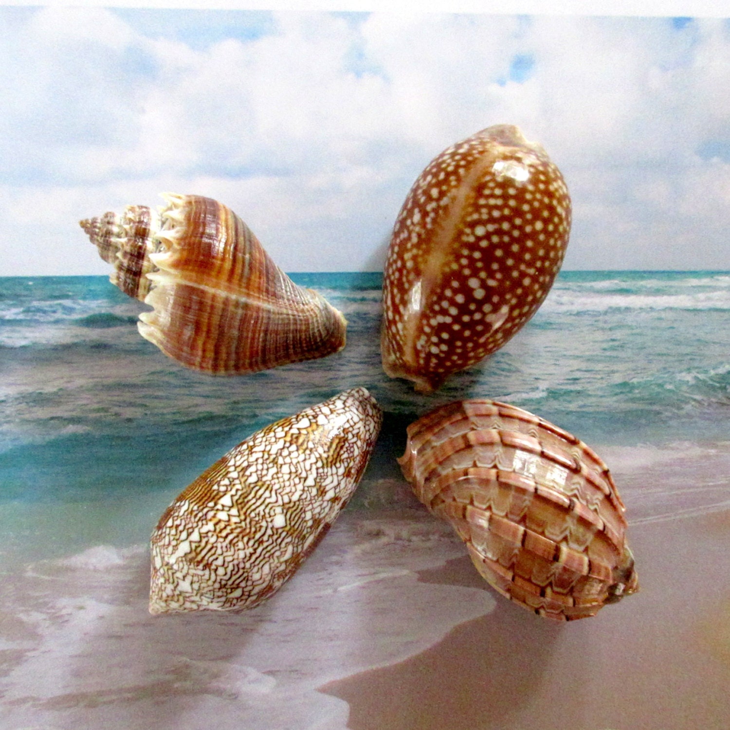 Specimen Shells 4 Textile Cone Shell Cowrie Seashell Harp