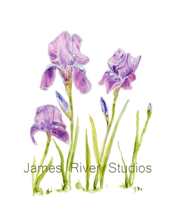 Iris Print Iris Art Iris Painting Iris by JamesRiverStudios