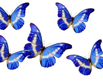 Bring your home to life with our incredible by Flutterframes