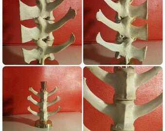 Deer vertebrae | Etsy