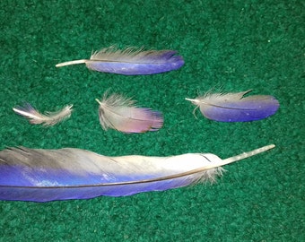 Unique exotic feathers related items | Etsy