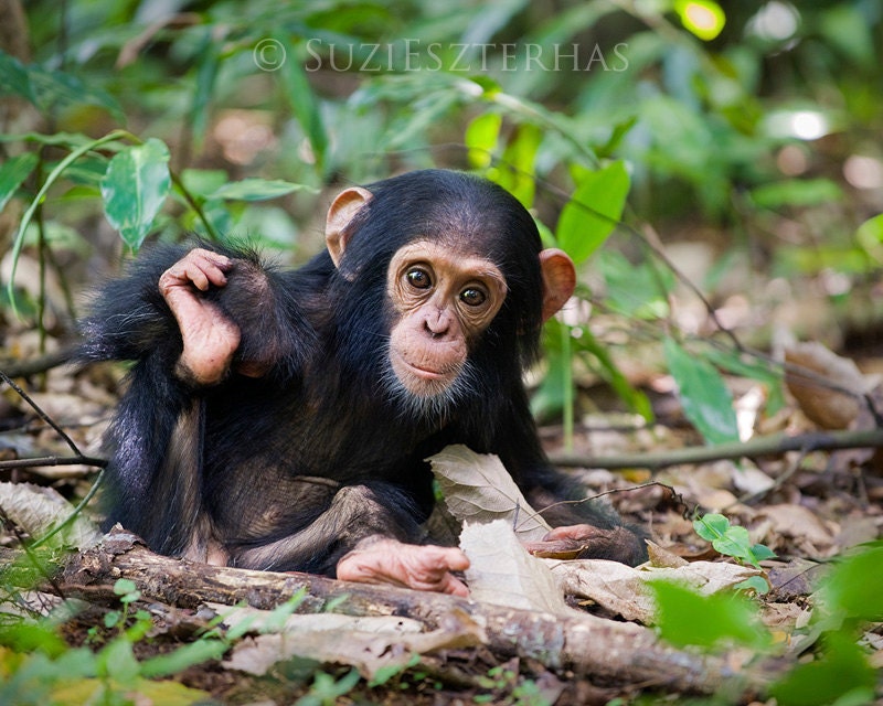 Cute Baby Chimpanzee Photo Print Baby Animal Photograph