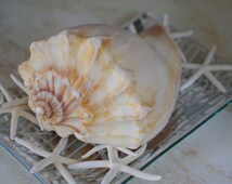 Popular items for seashell knobs on Etsy