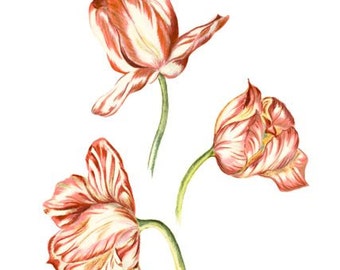 Tekening tulp | Etsy