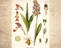 Unique orchid drawing related items | Etsy