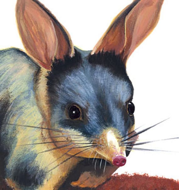 Bilby greeting card portrait Australian wildlife cute animal
