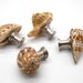 Knobs Shell Knobs Cabinet Knobs Set of 4 Shell Cabinet