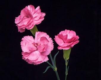 Black carnations | Etsy