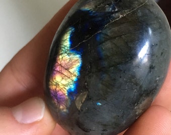 Madagascar palm | Etsy