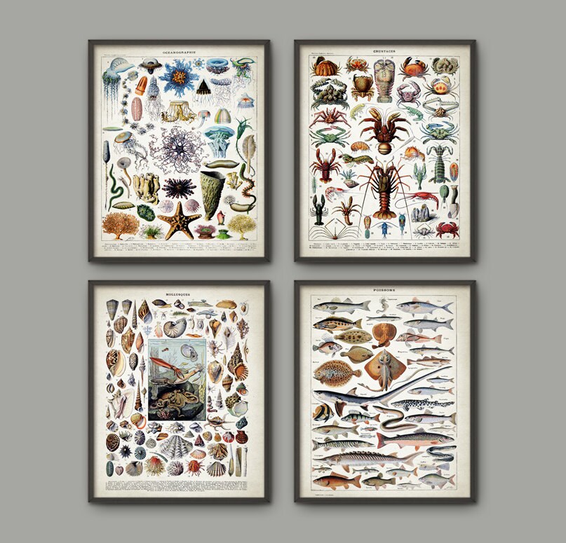 Marine Biology Print Set Of 4 Bathroom Decor Poster