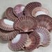 Beach Decor Mexican Flat Scallop Shell Scallop Shells