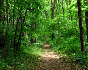 Forest backdrop | Etsy