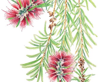 Native plant art | Etsy