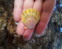 Unique large sunrise shell related items | Etsy