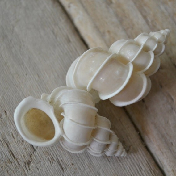 Precious Wentletrap Epitonium Scalare Shells 1-1.25