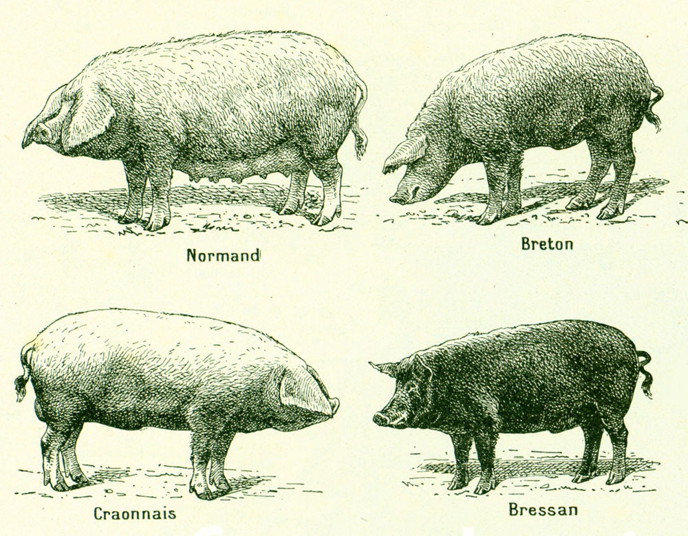 1922 Antique PIG Print Swine Hogs Vintage Farm Animals