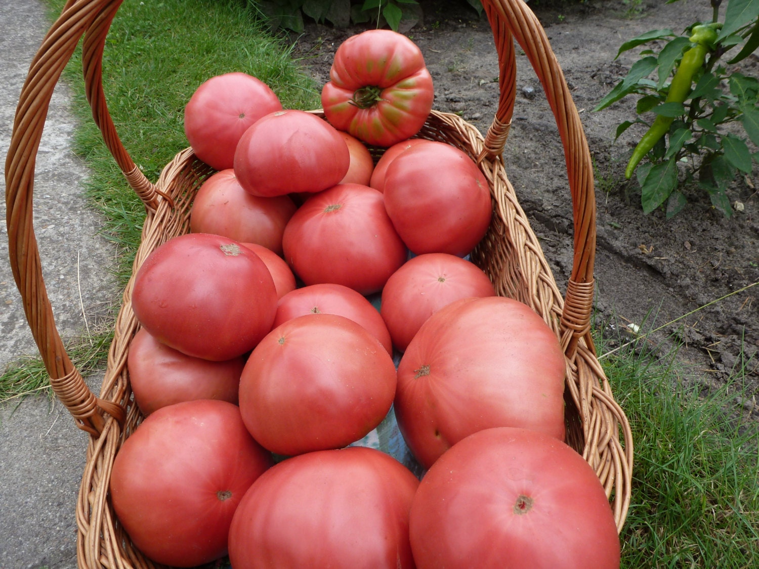 Bulgarian Pink Beef Tomato Heirloom seeds 10 by GartenDerSonne