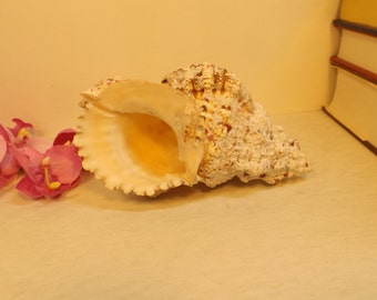 Sea shell home decor | Etsy