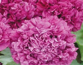 Rose Queen Cleome Flower by MyFlowerGrounds on Etsy