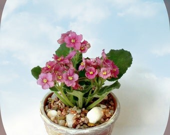 African violet pots | Etsy