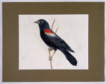 Popular items for redwing blackbird on Etsy