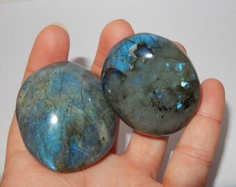 Unique madagascar palm related items | Etsy