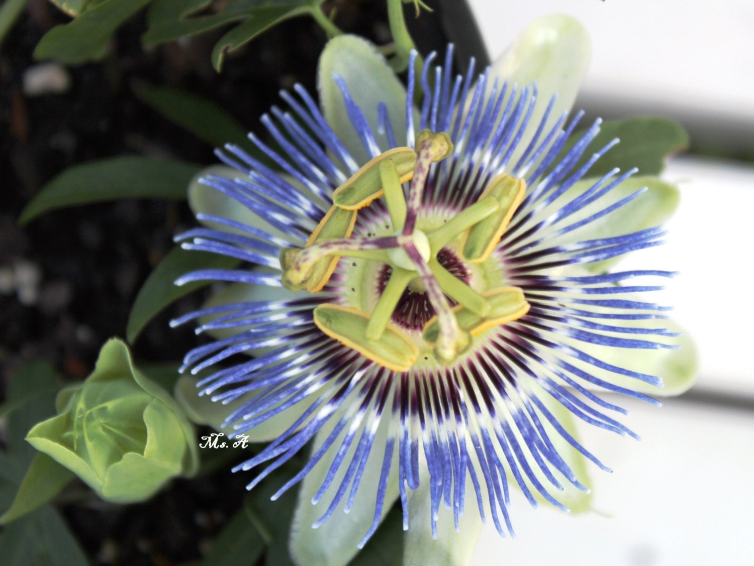 Blue Passion Flower Blue Passionflower Passiflora Caerulea