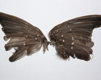 Taxidermy birds | Etsy