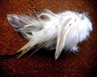 Speckled feathers | Etsy