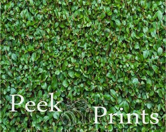 Ivy backdrop | Etsy